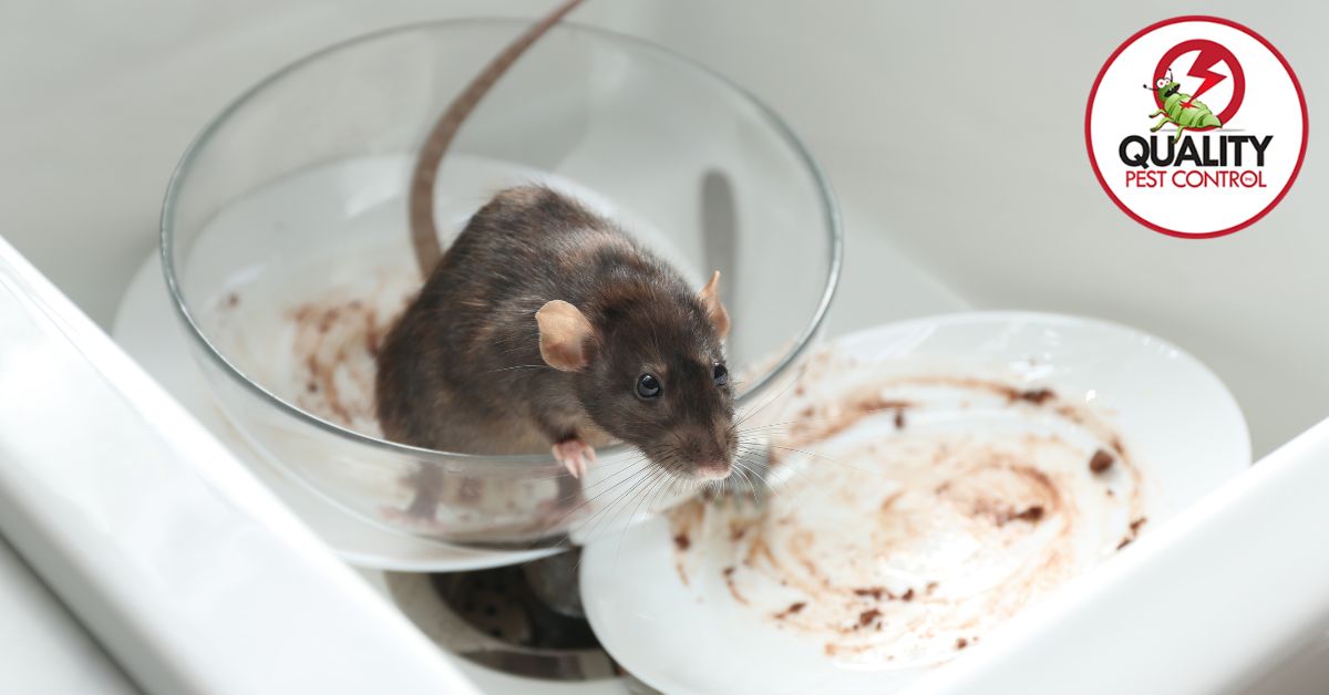 The Health Risks of Rodent Infestations: Why Prompt Control is Crucial
